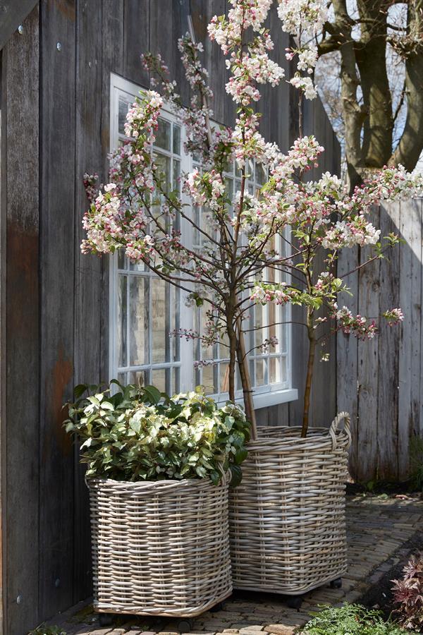 Panda Boutique | Stylish and Functional Home and Garden Essentials in ...